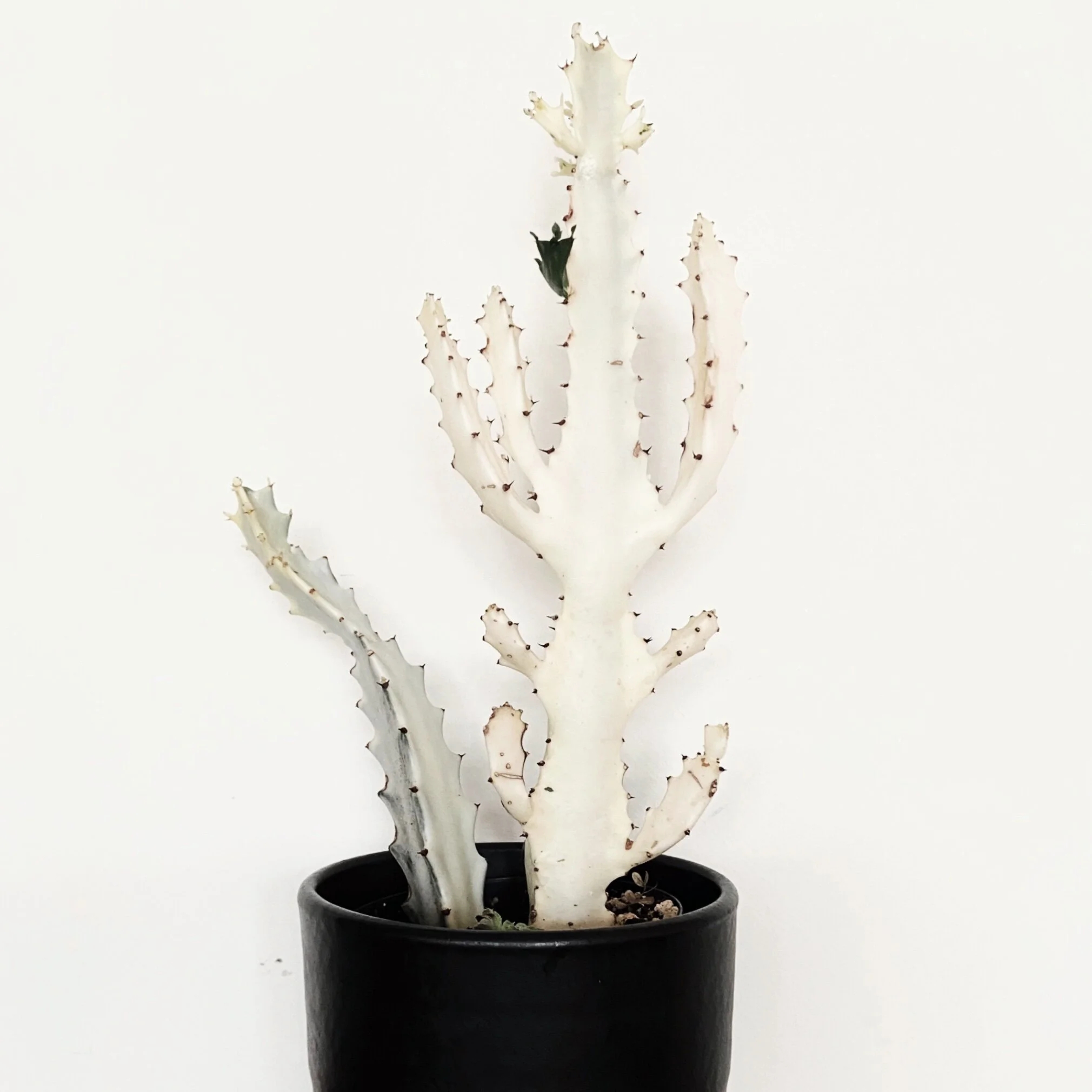 Euphorbia Lactea Tree