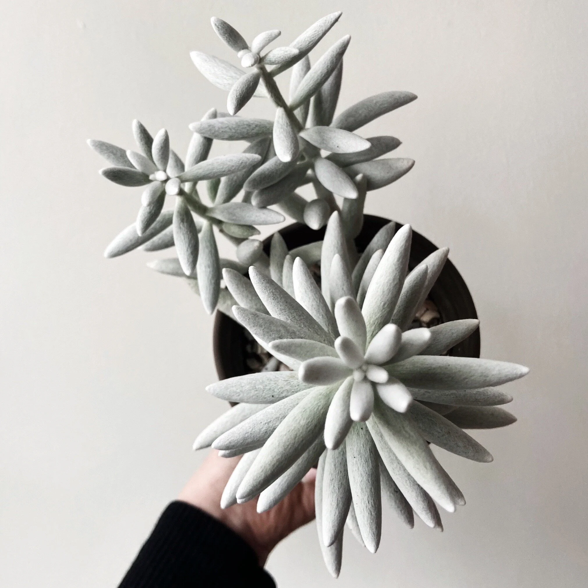 Senecio Haworthii