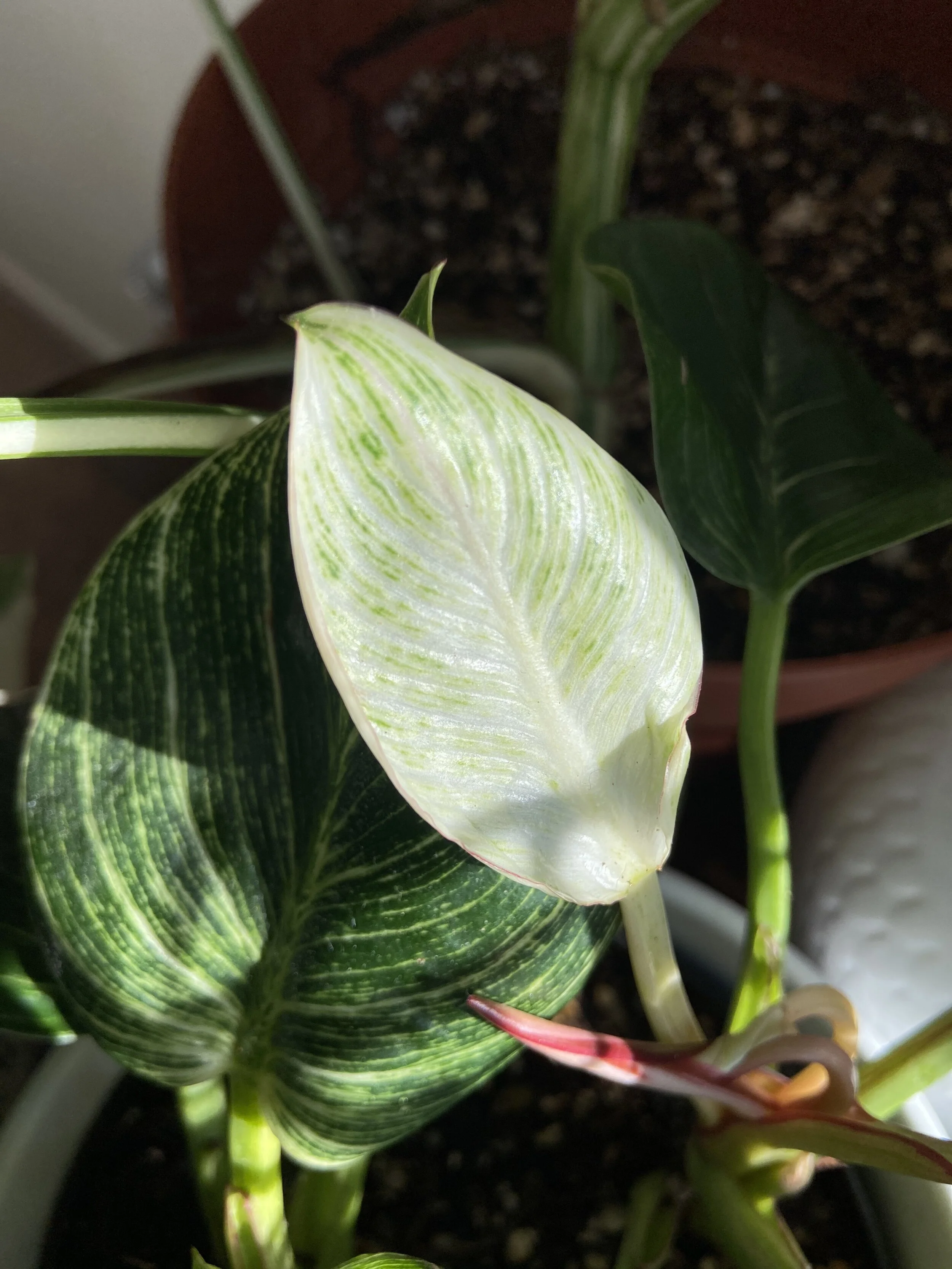 Philodendron Hybrids