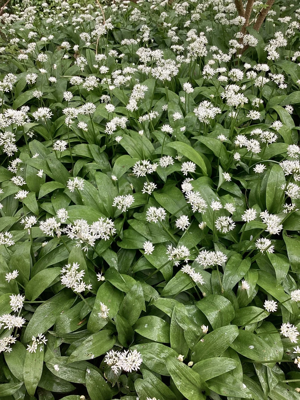 Forest School — Snapdragons Nursery
