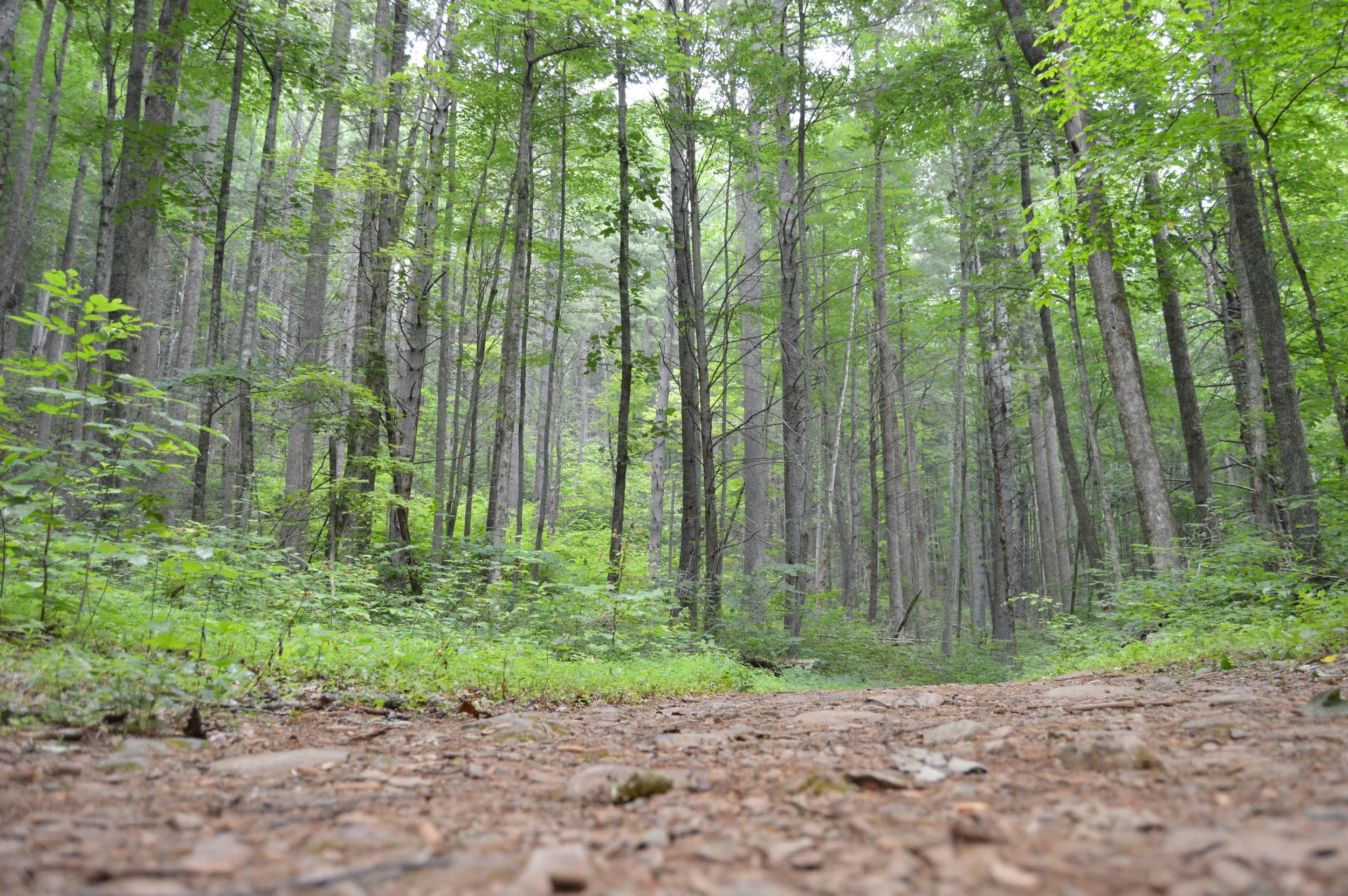 ADH Insurance Agency, Inc.