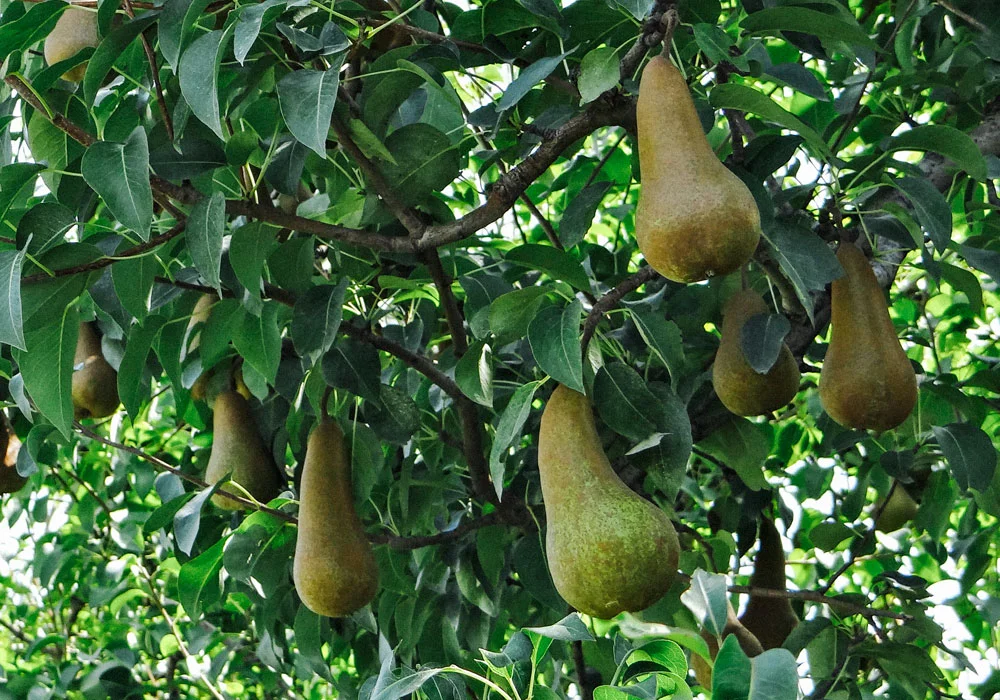 Bear Mountain Orchards - Gallery