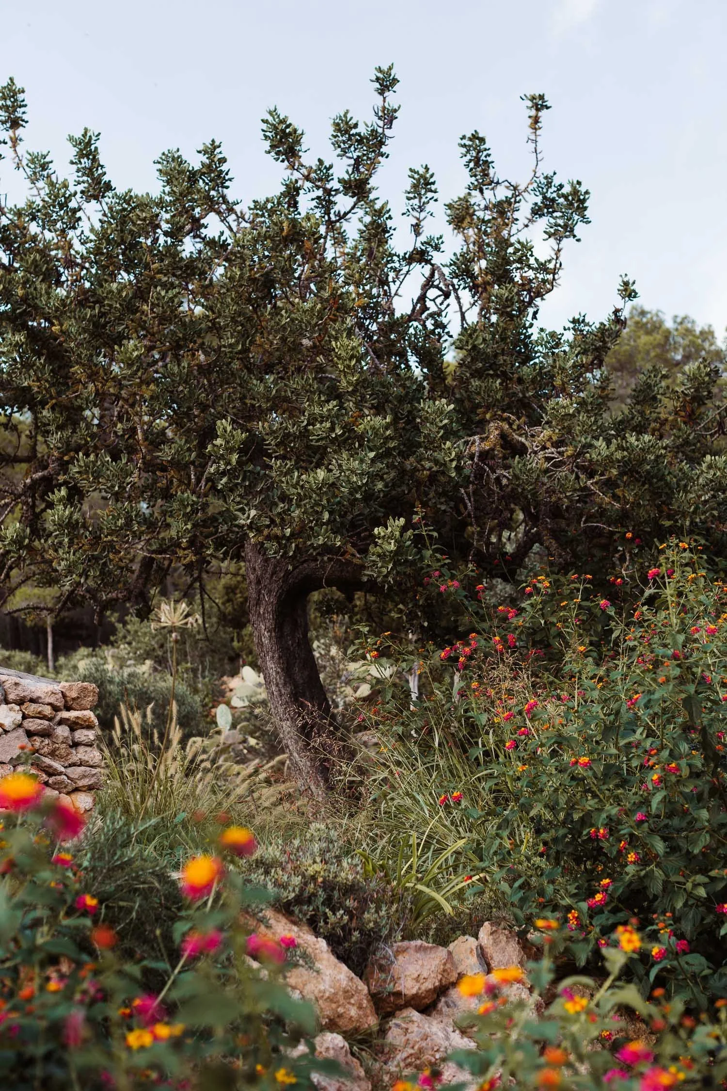 IBIZA CAMPO - Ibiza Interiors — Tinker Street