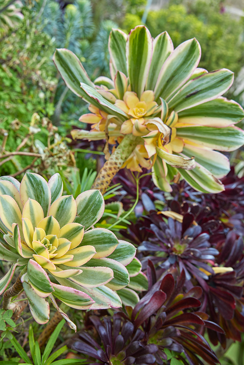 Adorable Aeoniums — FLORA GRUBB GARDENS