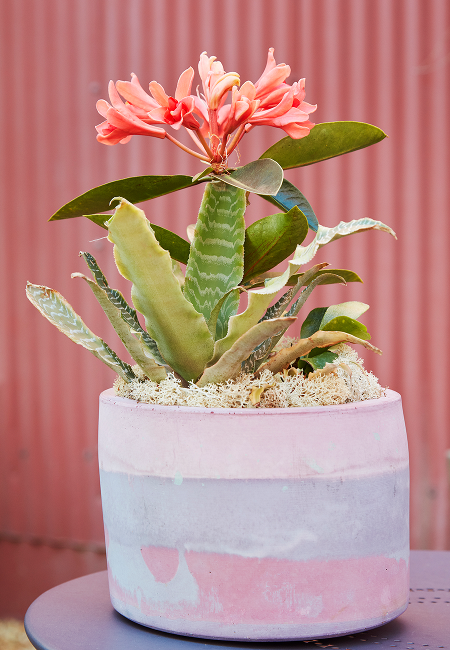 Small Pots and Planters for Indoor Houseplants — FLORA GRUBB GARDENS