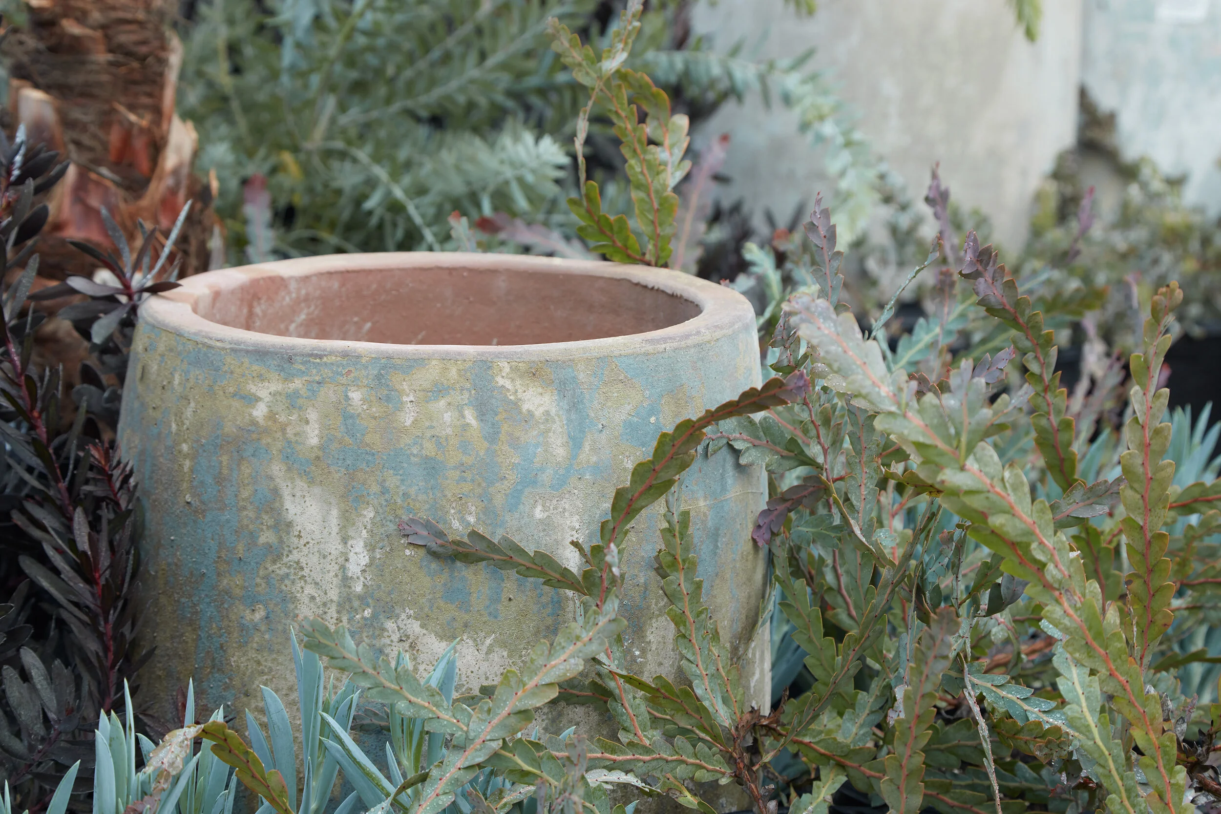 Rustic Ceramic Glazed Pots and Planters — FLORA GRUBB GARDENS