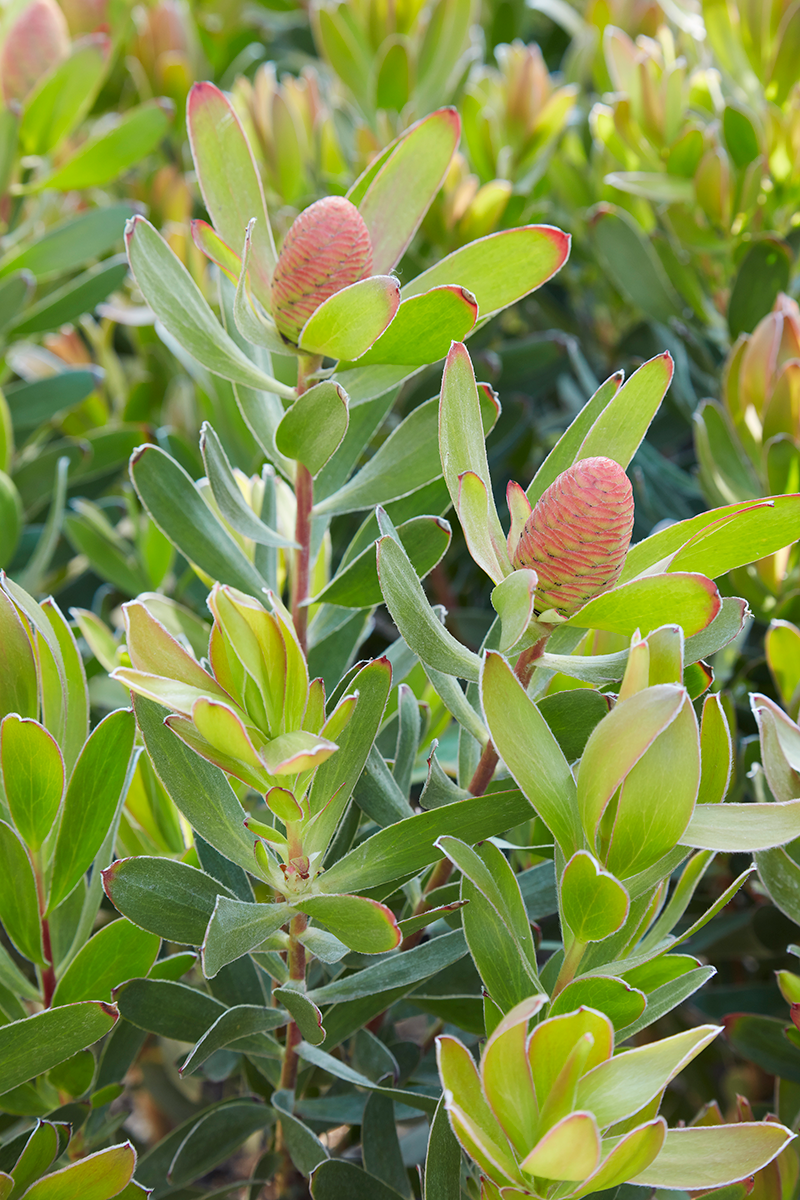 The Beautiful and Varied Blooms of the Protea Family — FLORA GRUBB GARDENS