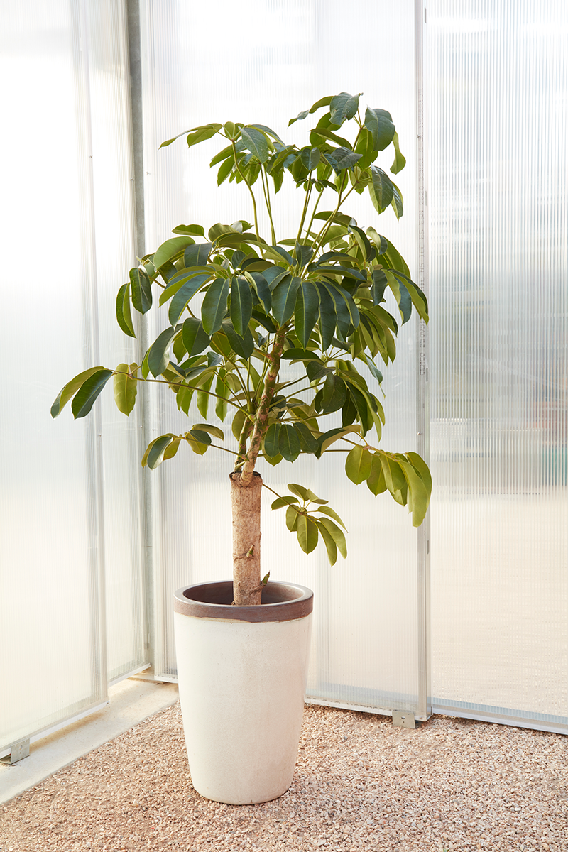 Favorite Houseplants for Direct Sun — FLORA GRUBB GARDENS