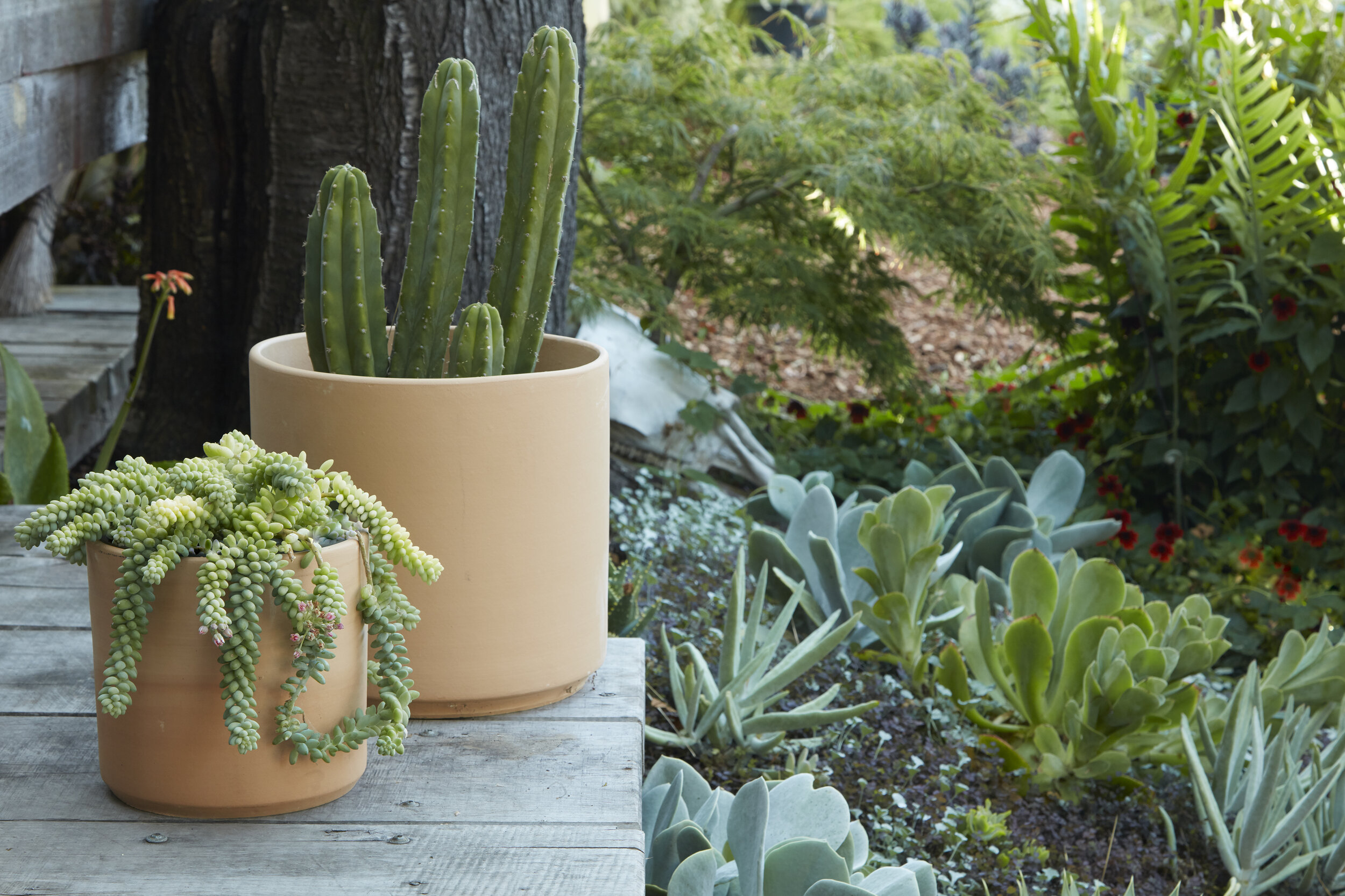 The Ancient Wonders Of The San Pedro Cactus — Flora Grubb Gardens