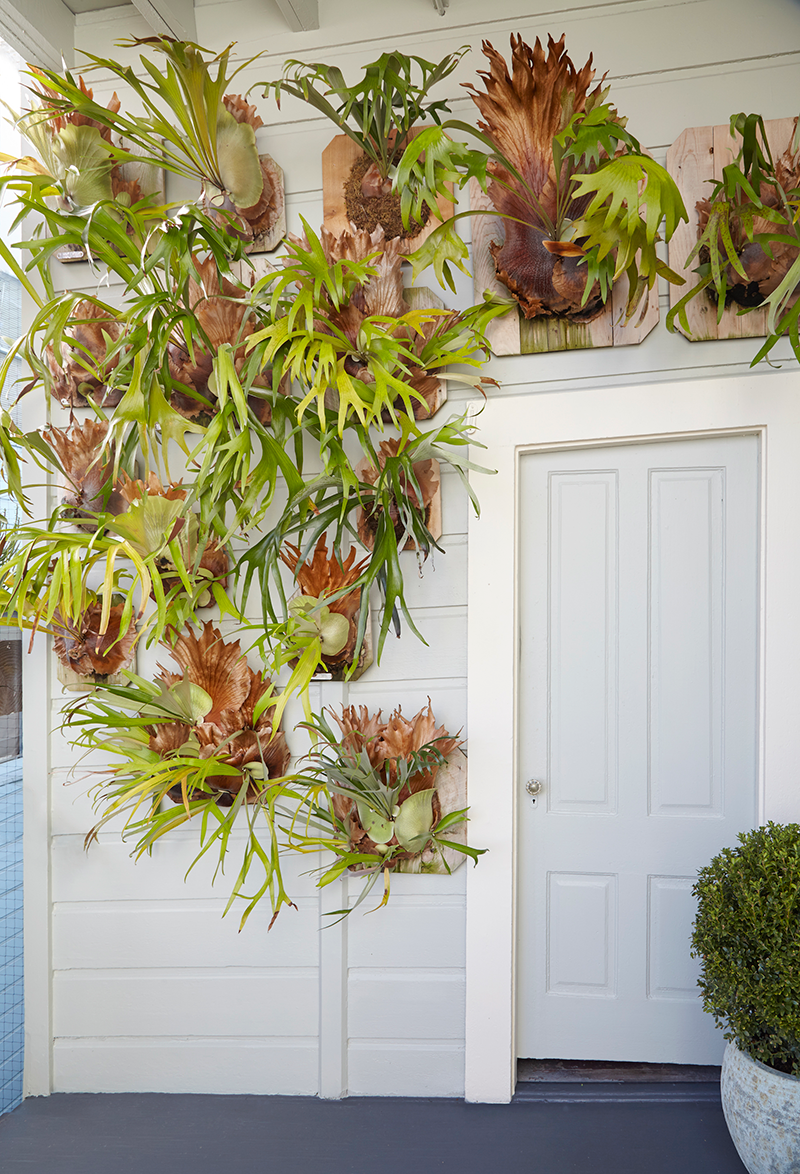 Stunning Staghorn Ferns: Living Art for Your Garden Walls — FLORA GRUBB ...