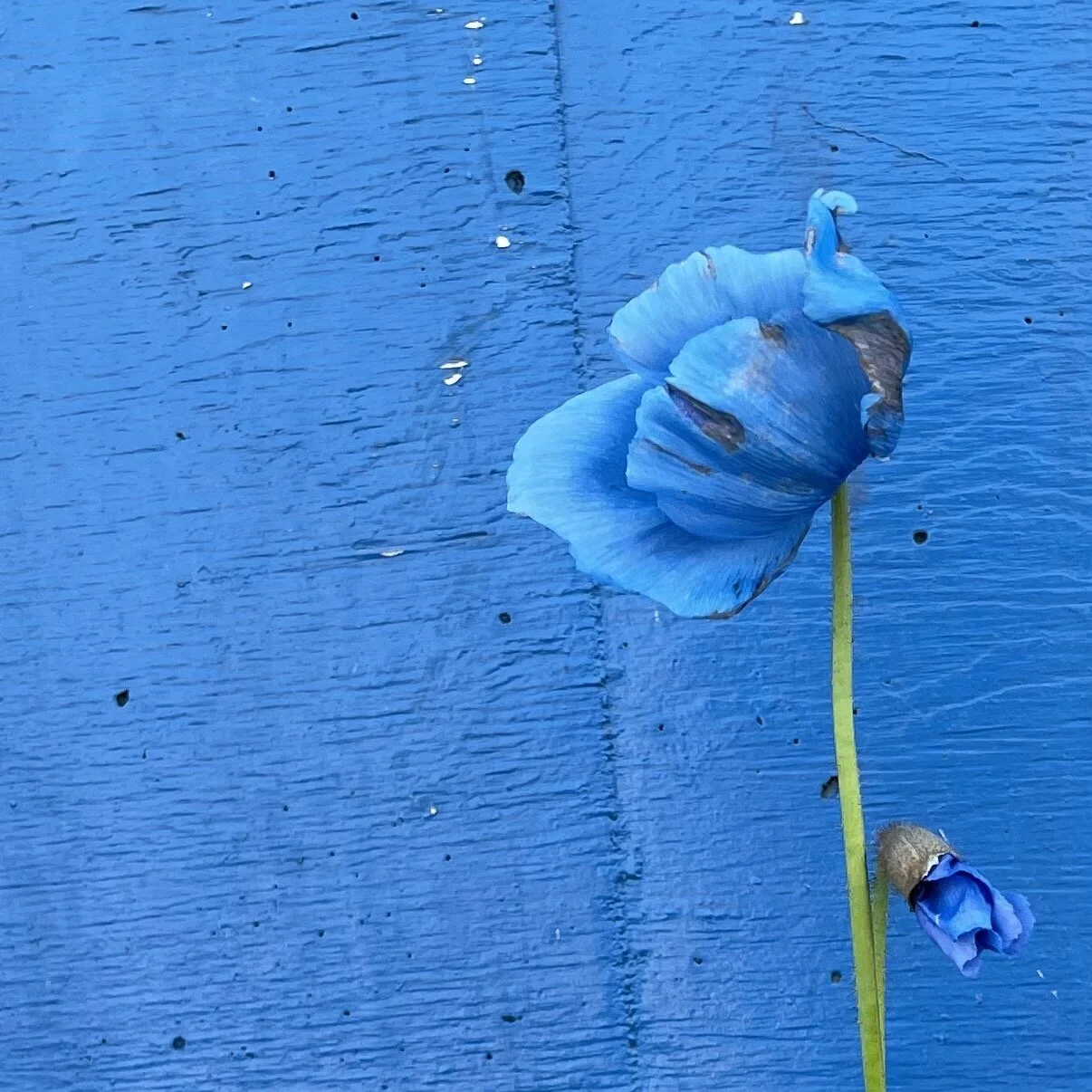 Meconopsis: The Blue Poppy — FLORA GRUBB GARDENS