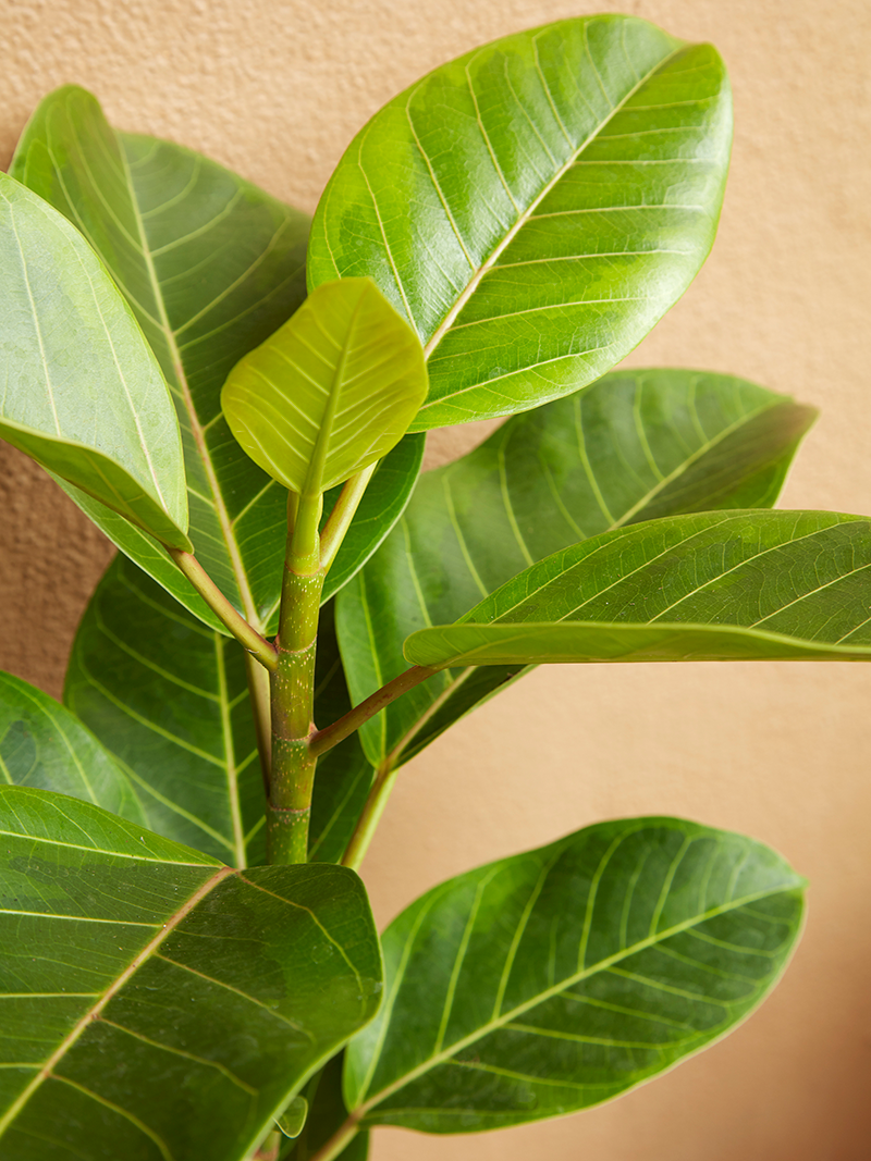 Ficus trees and plants for indoor gardening — FLORA GRUBB GARDENS