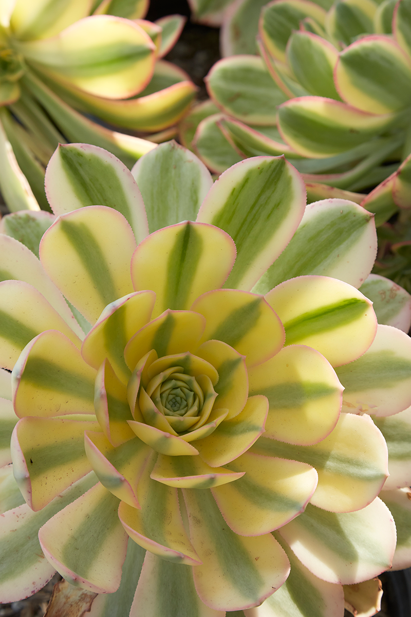 Adorable Aeoniums — FLORA GRUBB GARDENS