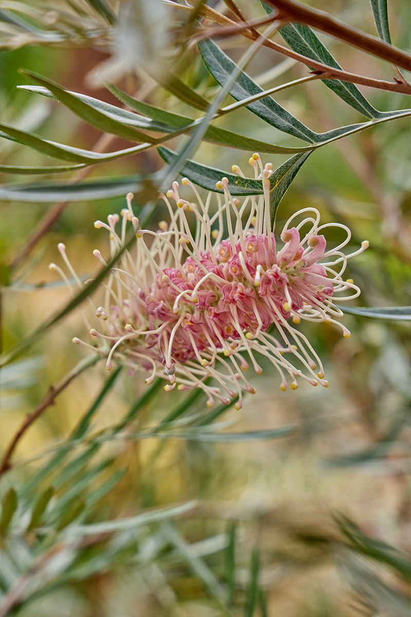 The Beautiful and Varied Blooms of the Protea Family — FLORA GRUBB GARDENS
