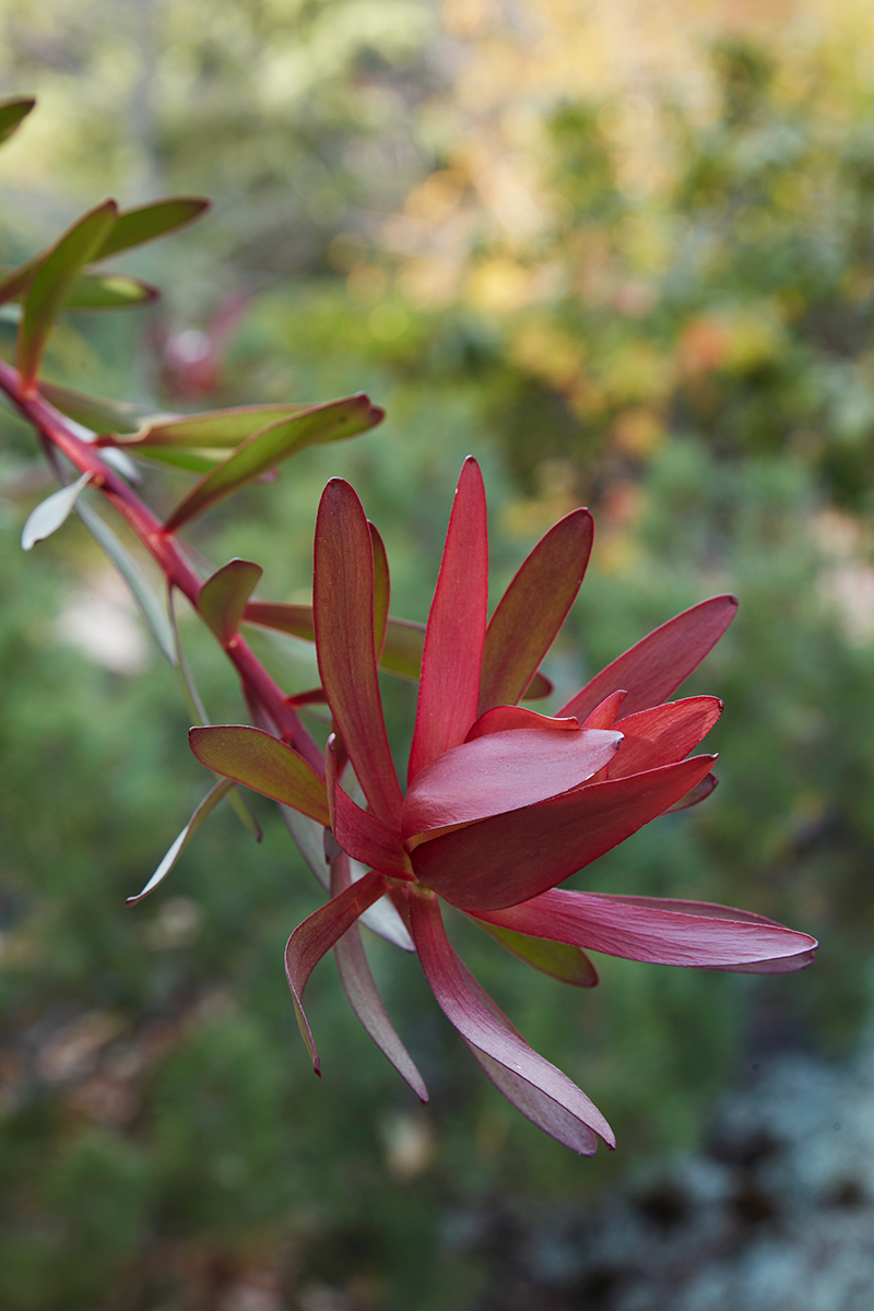 Leucadendrons at Their Loveliest — FLORA GRUBB GARDENS