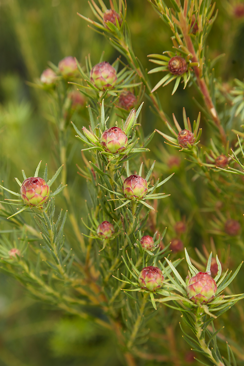 Leucadendrons at Their Loveliest — FLORA GRUBB GARDENS