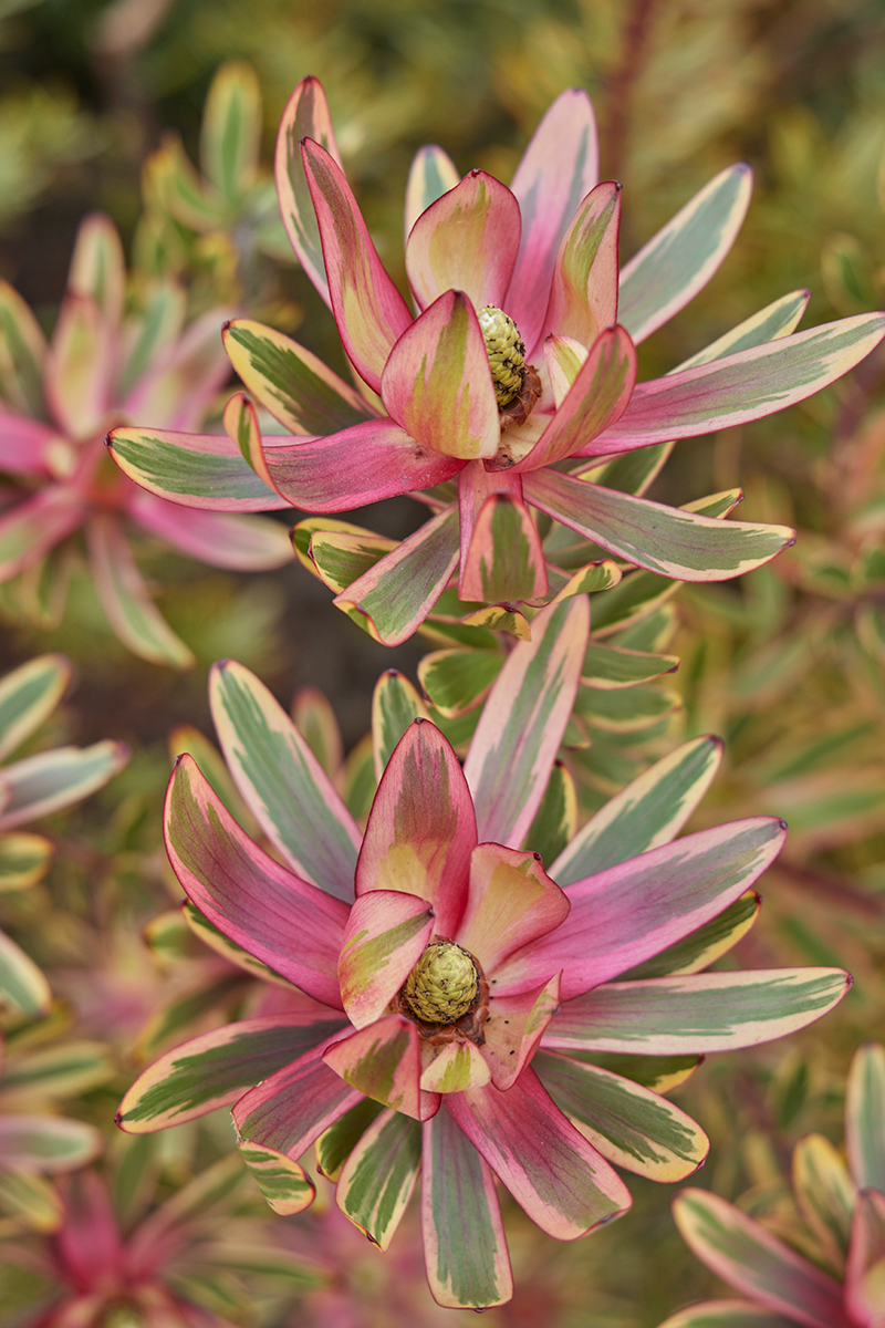 The Beautiful and Varied Blooms of the Protea Family — FLORA GRUBB GARDENS