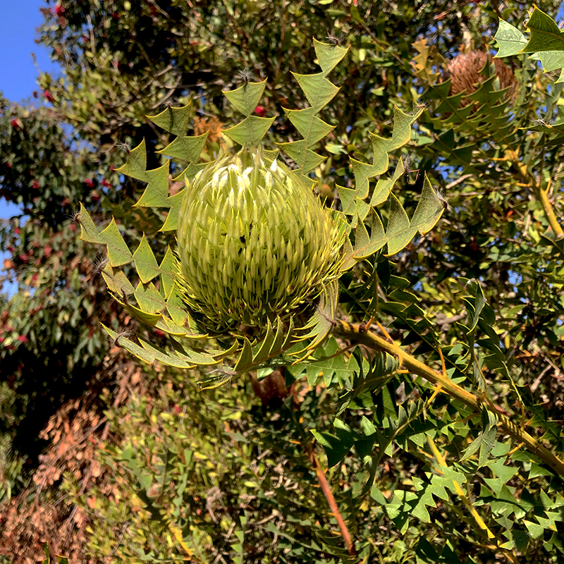 The Beautiful and Varied Blooms of the Protea Family — FLORA GRUBB GARDENS