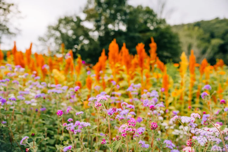 You-Pick flowers, flower field, flower farm — The Never Ending Flower Farm