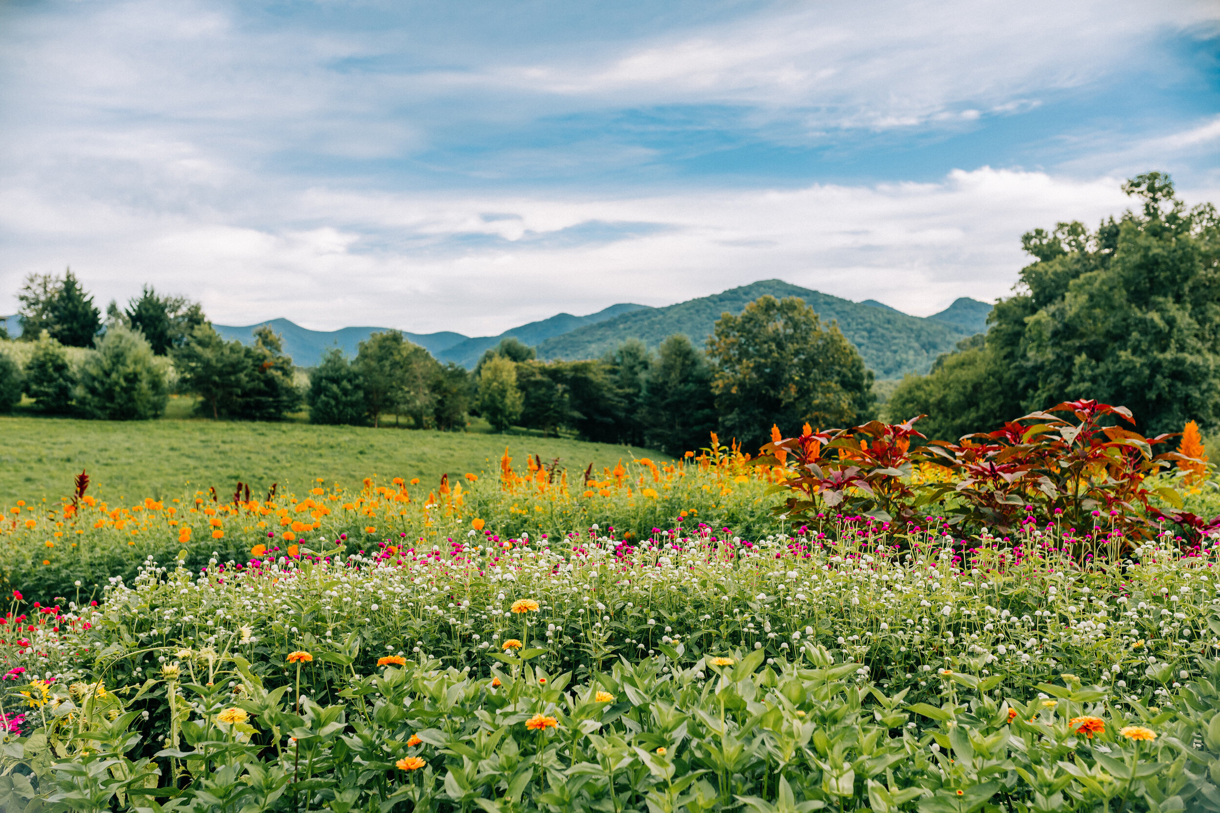 The Never Ending Flower Farm