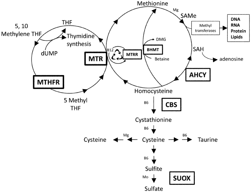 Test génétique – enzymes clés de la méthylation (Mosaïc) – Ma Biochimie