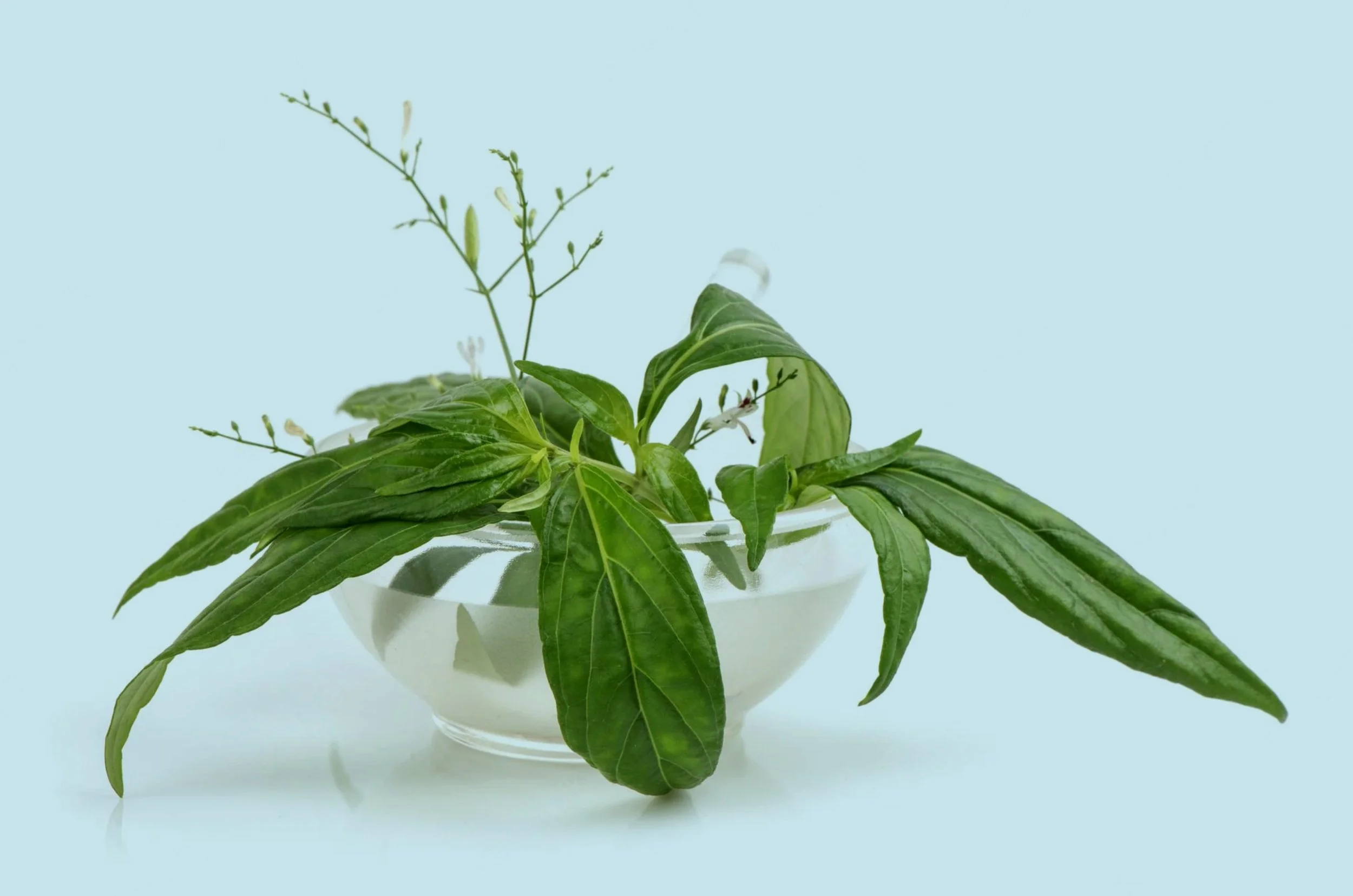 Andrographis and HSV — Monolaurin and More