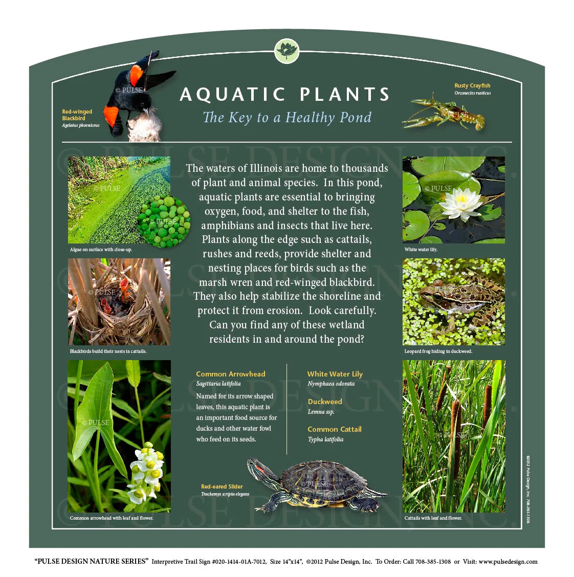 PDNS Plant Species Invasive Poisonous Native Plant Identification ...