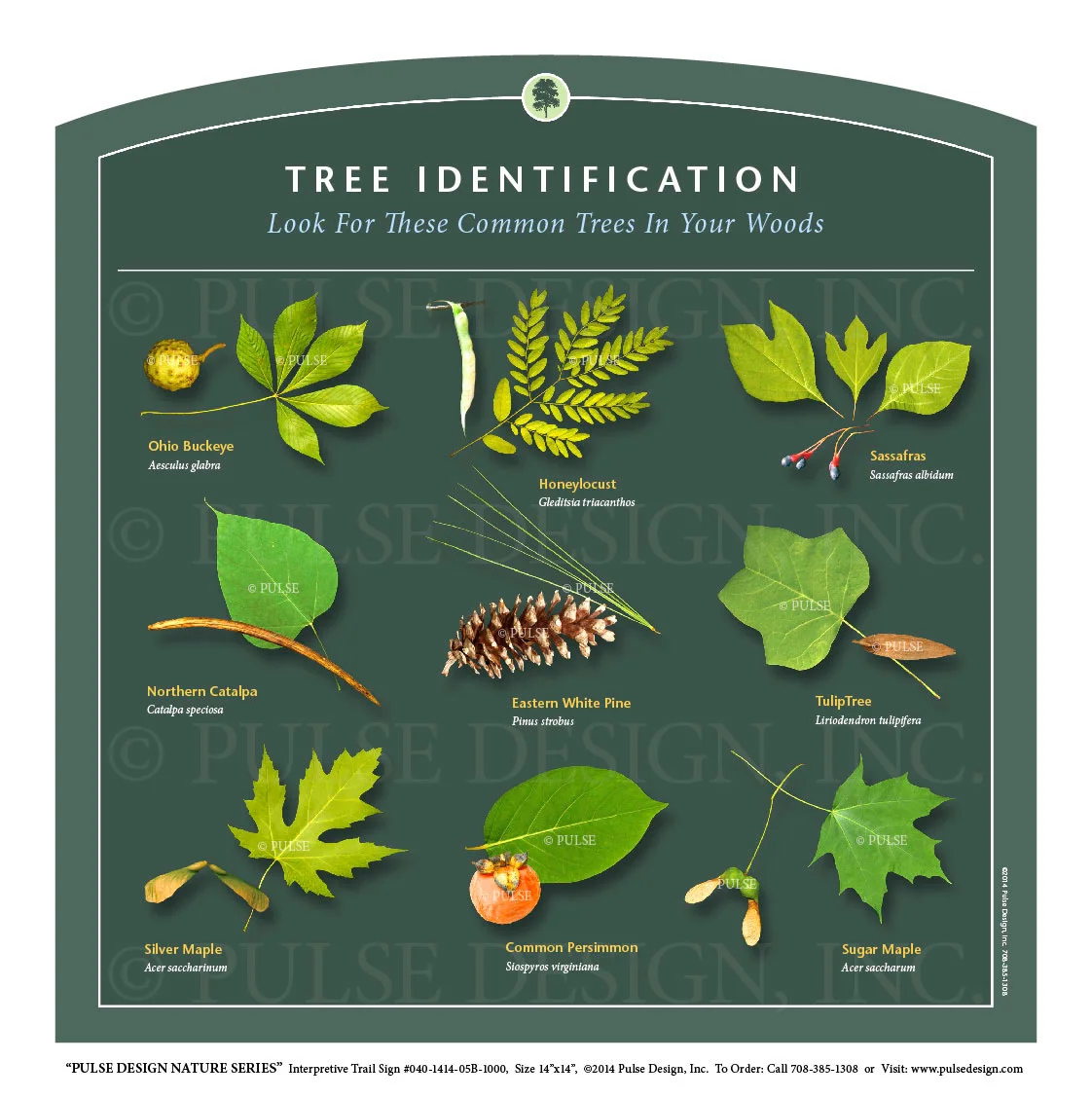 PDNS Tree and Leaf Identification Guide Parts of Tree Anatomy Outdoor ...