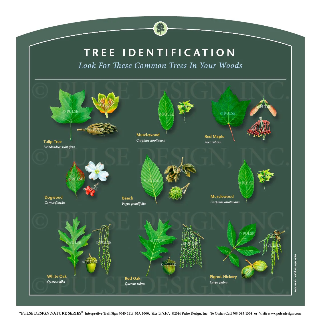 PDNS Tree and Leaf Identification Guide Parts of Tree Anatomy Outdoor ...