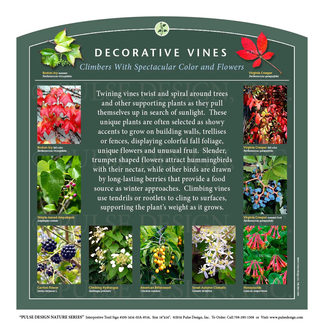 PDNS Plant Species Invasive Poisonous Native Plant Identification ...