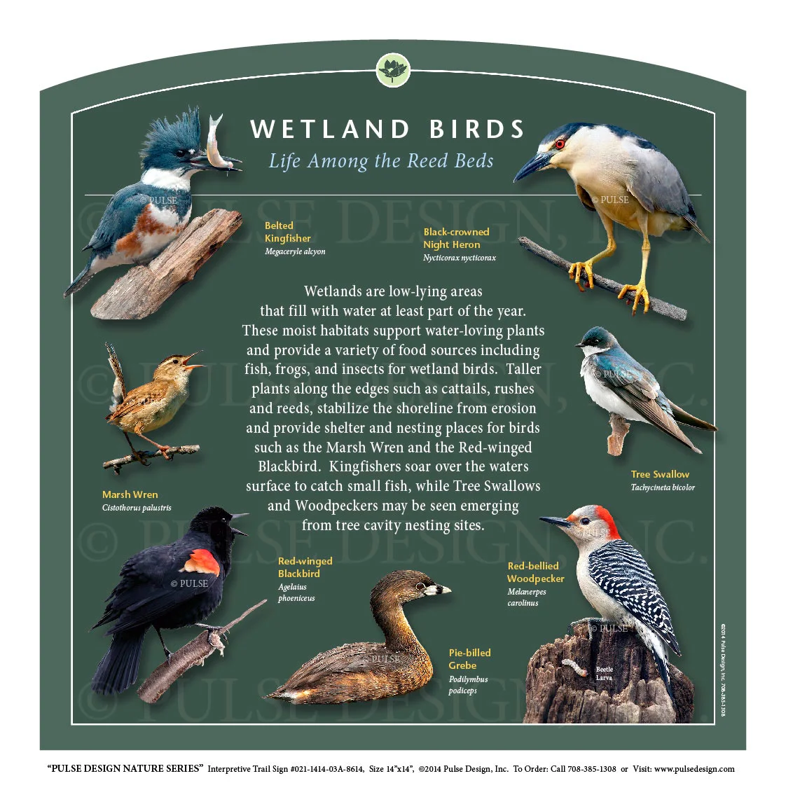 Red-bellied Woodpecker — News — Pulse Design Outdoor Interpretive Signs
