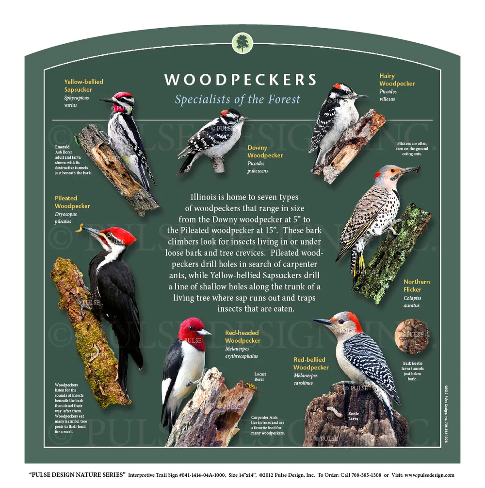 Red Headed Pileated Woodpecker