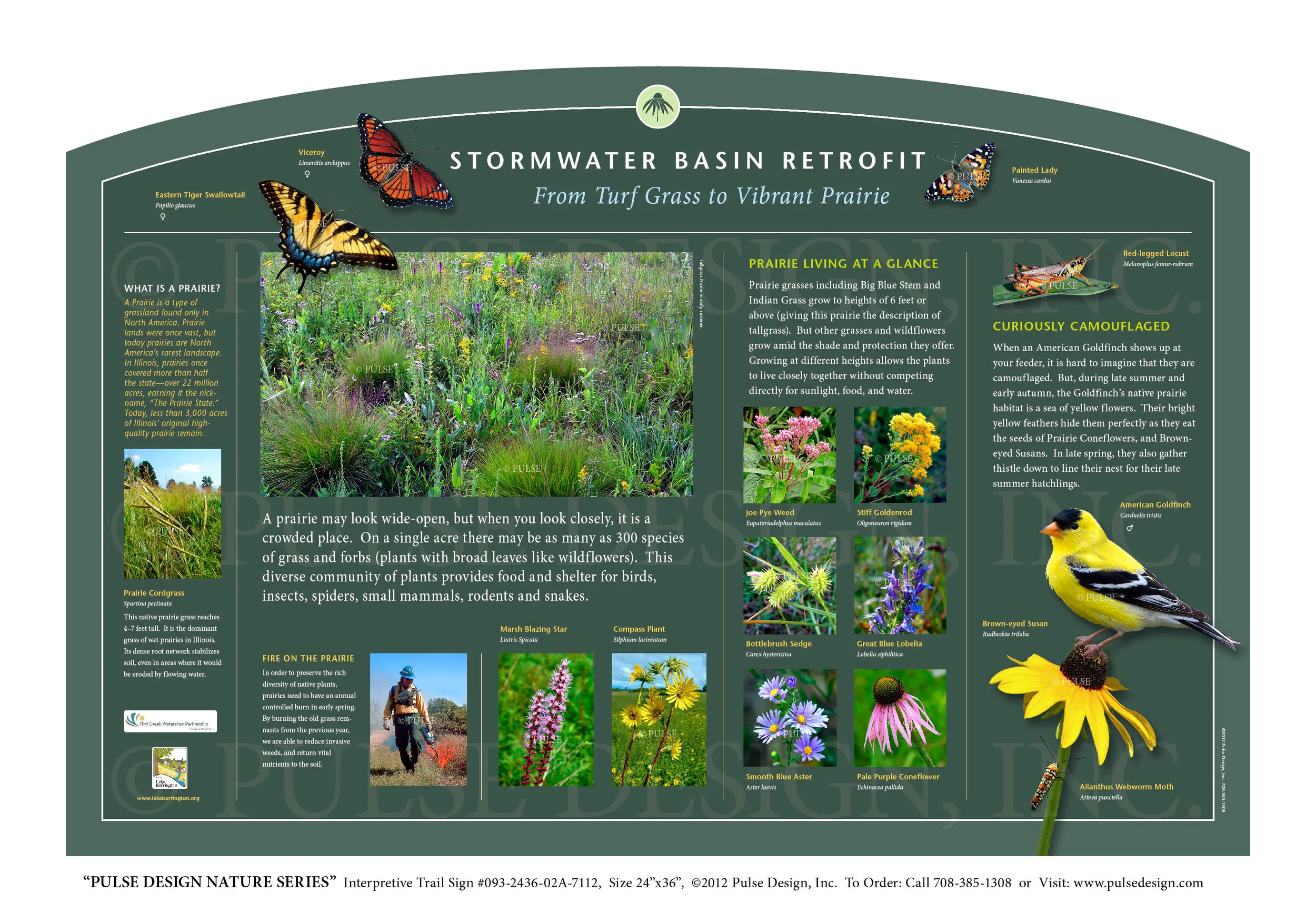 American Goldfinch — News — Pulse Design Outdoor Interpretive Signs