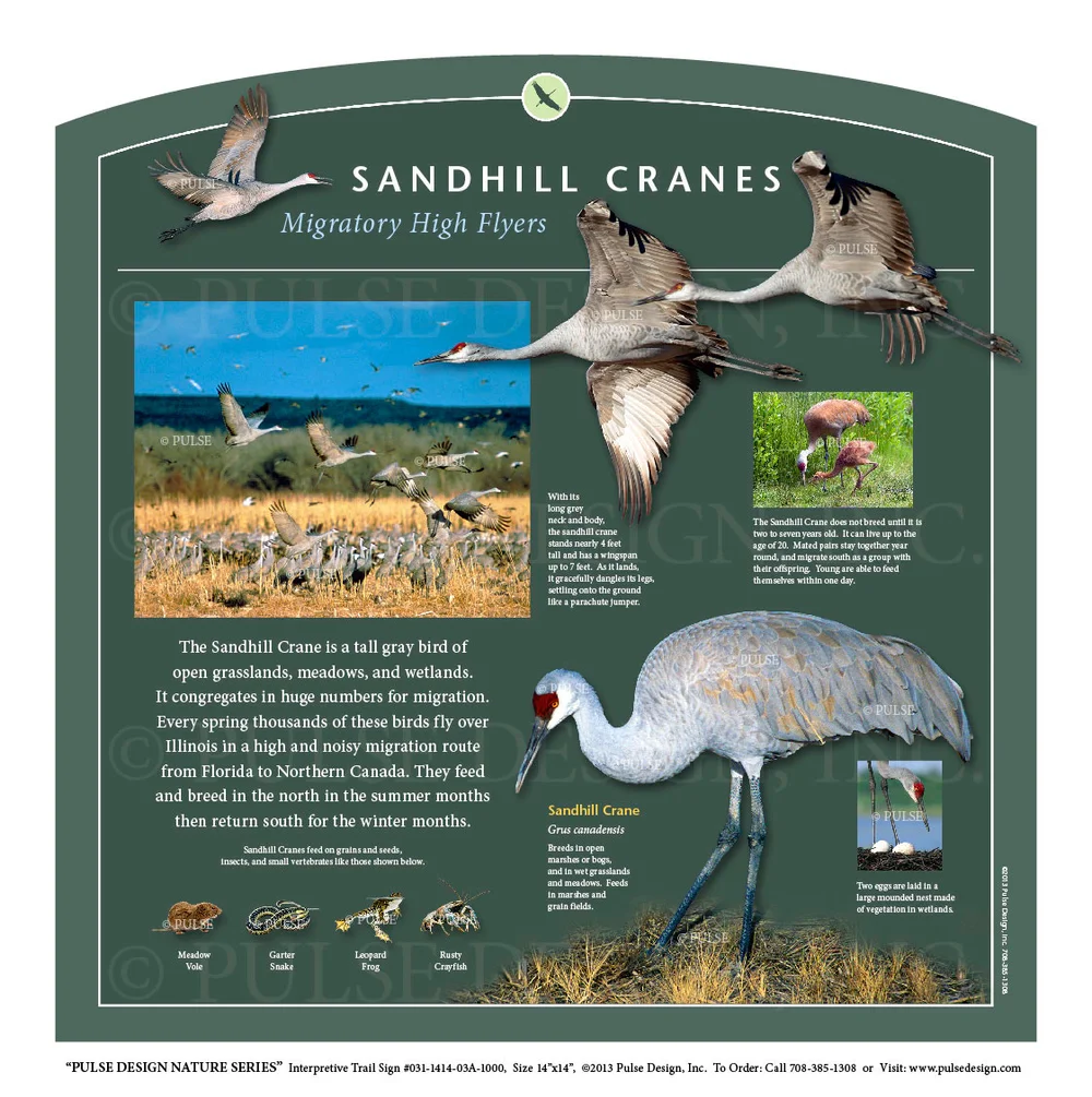 Sandhill Crane Food Web