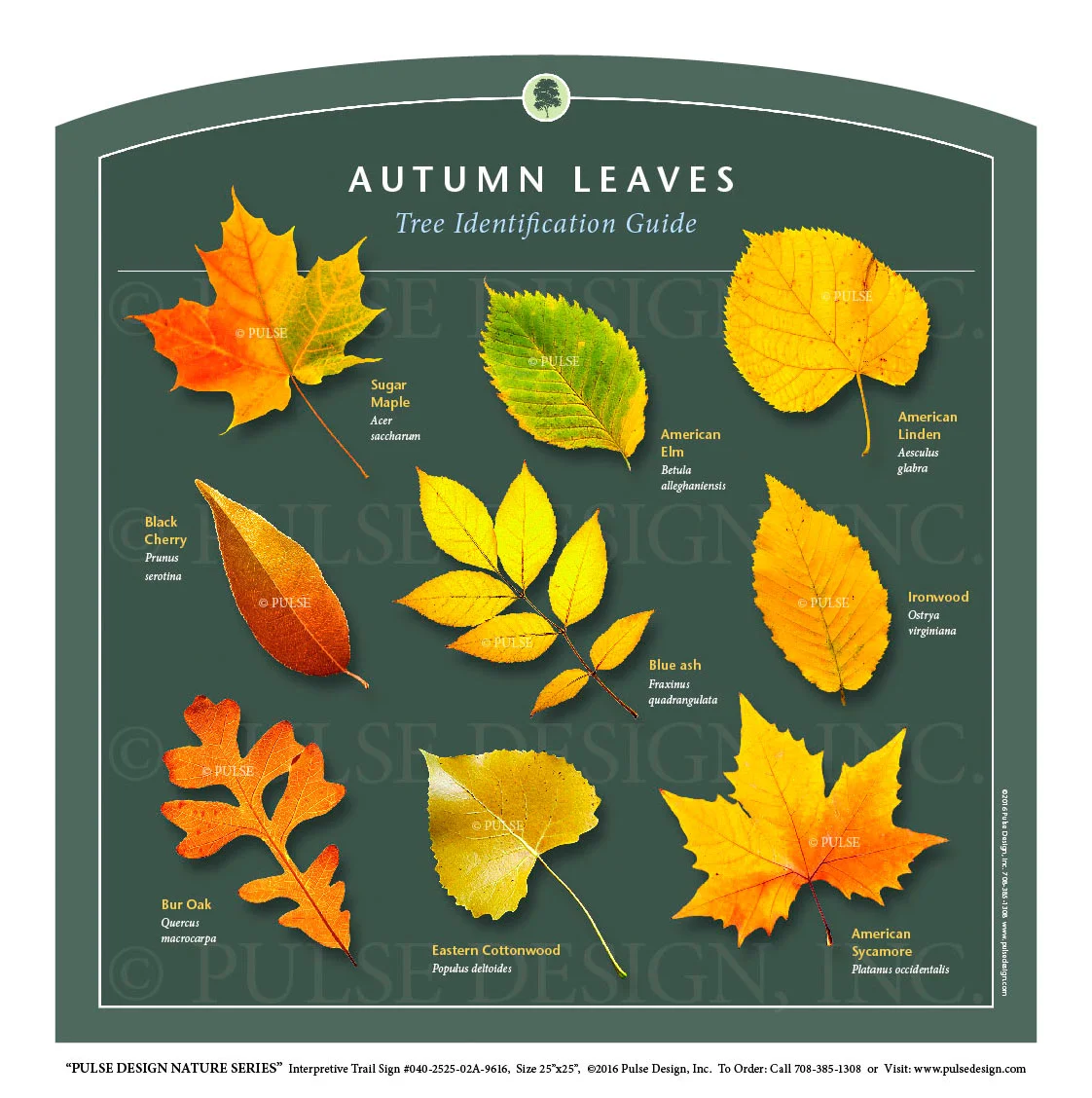 Tree Identification Chart