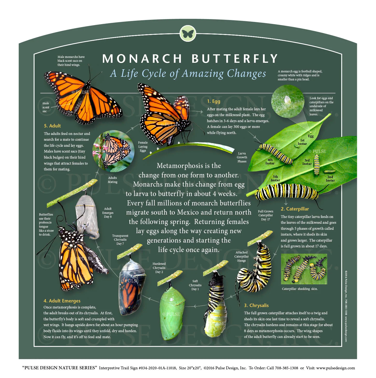 Monarch Life Cycle Monarch Life Cycle