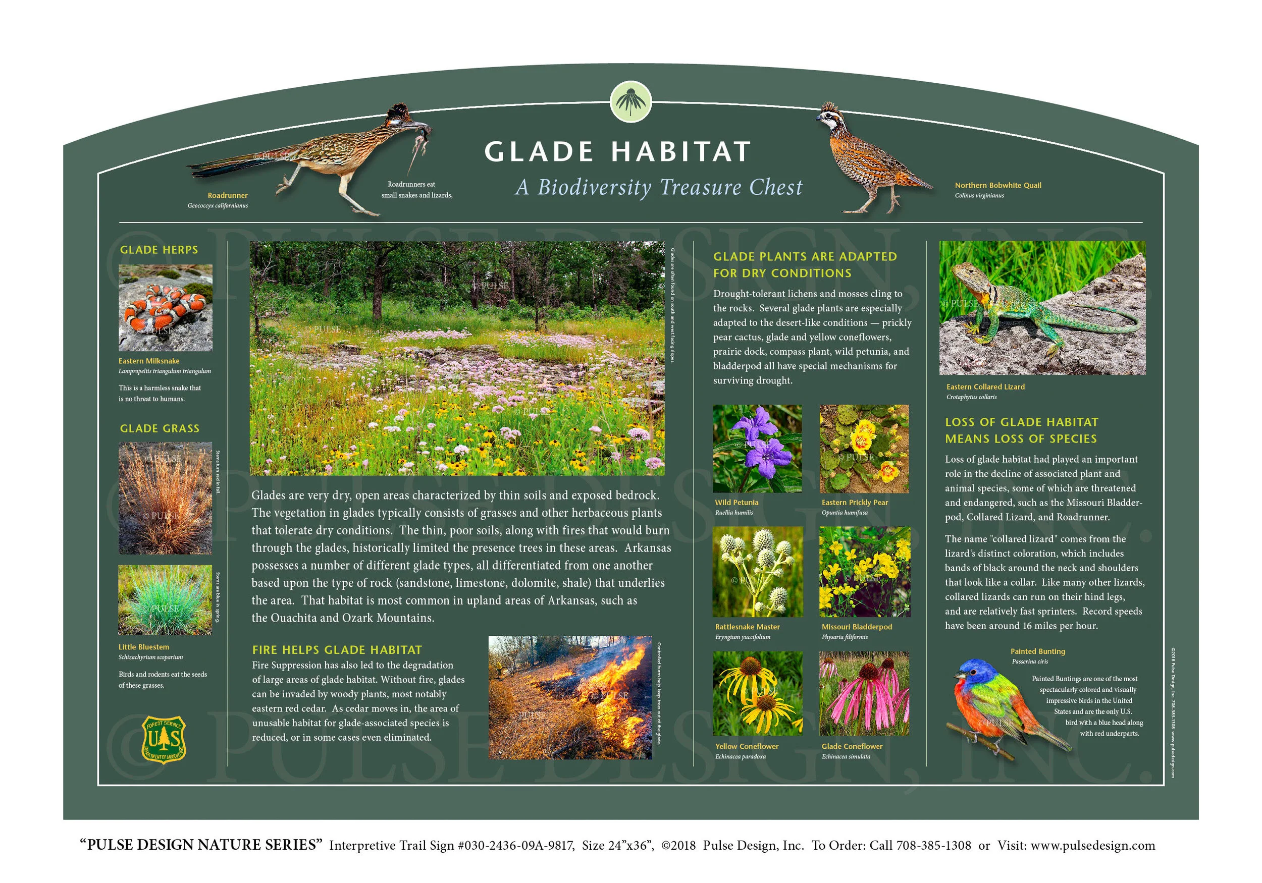 Eastern Milksnake — News — Pulse Design Outdoor Interpretive Signs