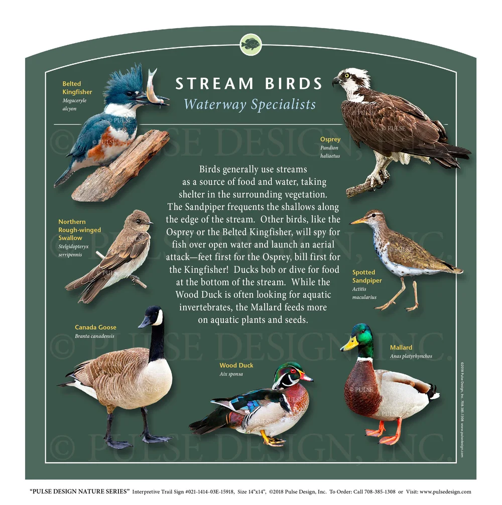 Wetlands Animals Birds