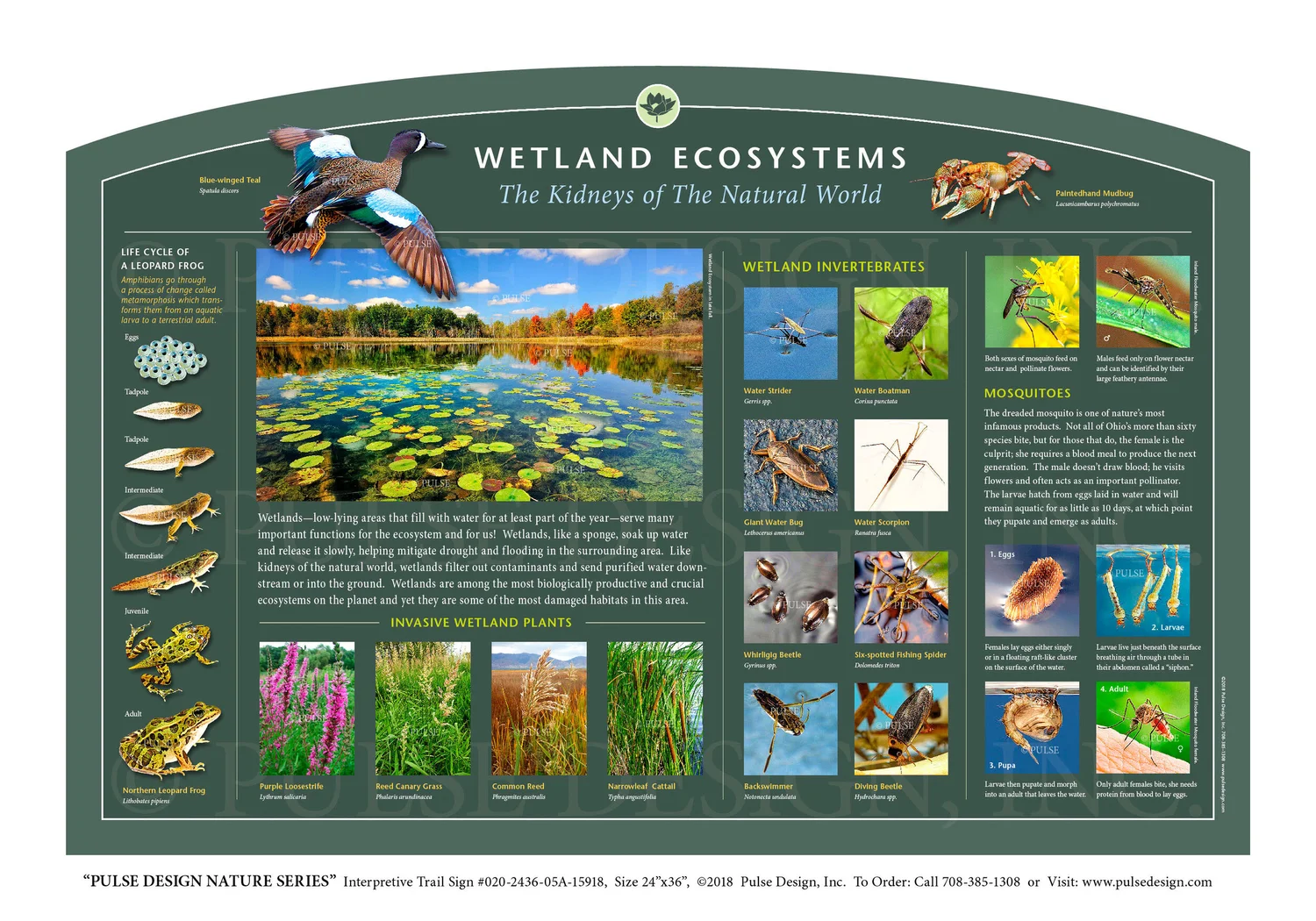 Wetland Animals
