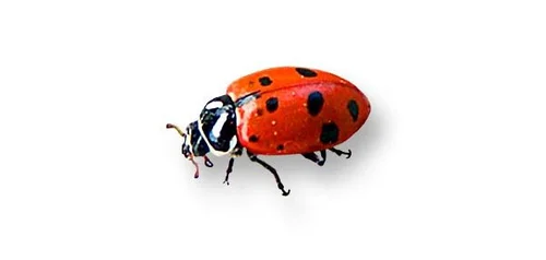 Outdoor Interpretive Signs Pollinator Garden Insects Monarch Butterfly ...