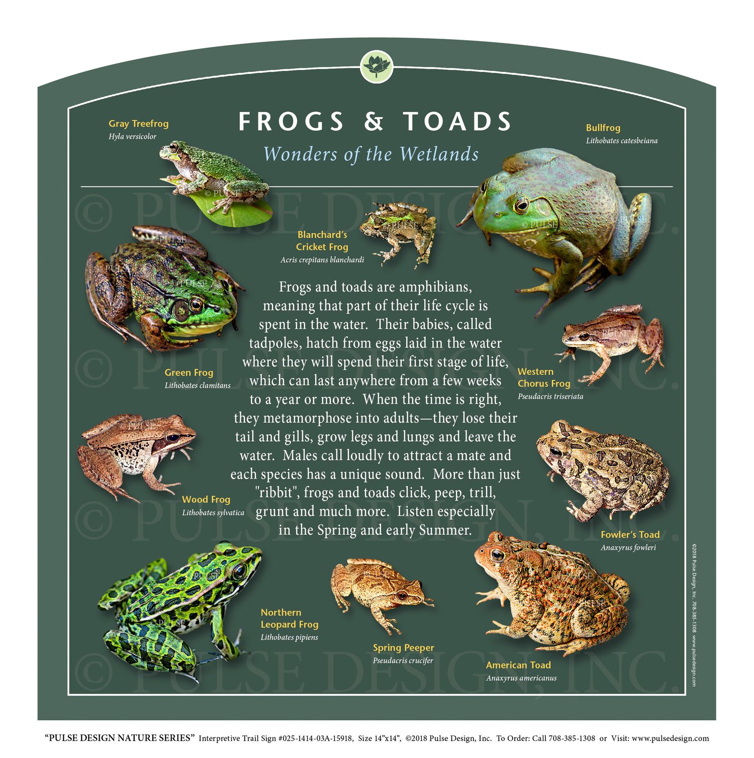 Outdoor Interpretive Sign: Frogs & Toads, Identification Guide, Wetlands, Life Cycle ...
