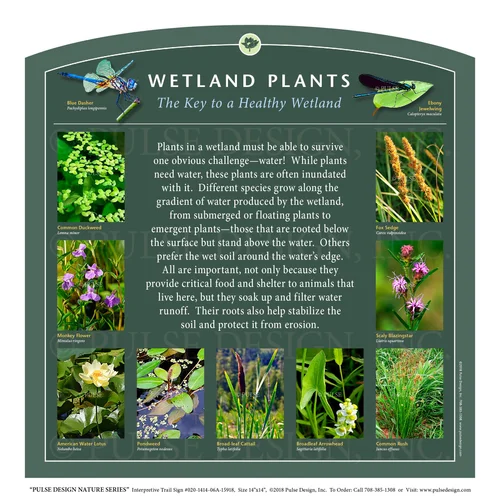 Outdoor Interpretive Sign: Wetland Plants, Identification Guide ...