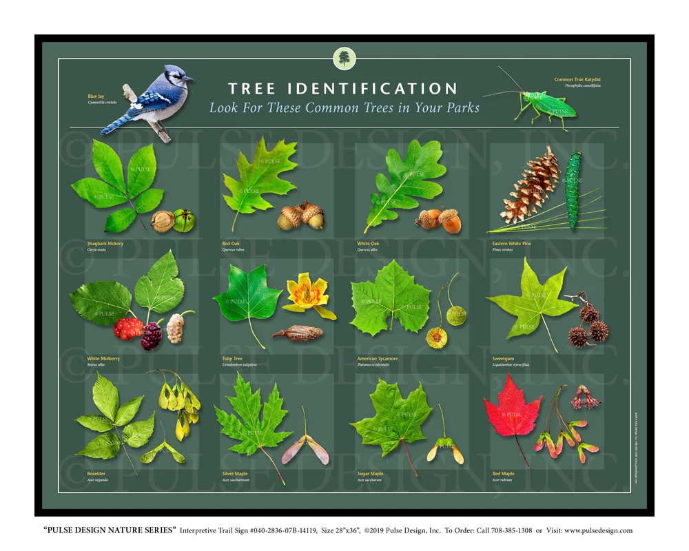 Outdoor Interpretive Sign: Tree, ID Guide, Sycamore, Hickory, Oak ...
