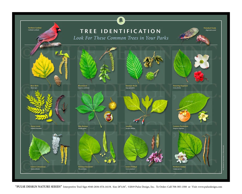 Outdoor Interpretive Sign: Tree, ID Guide, Birch, Musclewood, Beech ...