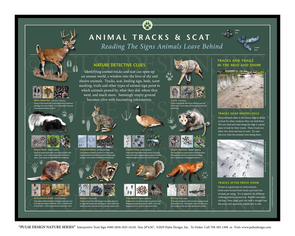 Outdoor Interpretive Sign: Animal, Tracks & Scat, ID Guide, Deer ...