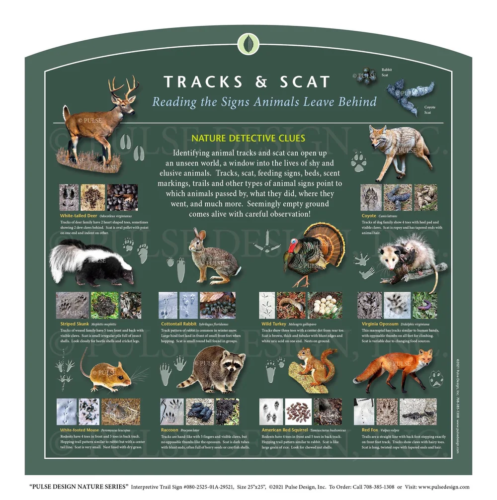 Animal Scat Animal Scat Print Woodland Animal Droppings Poster,