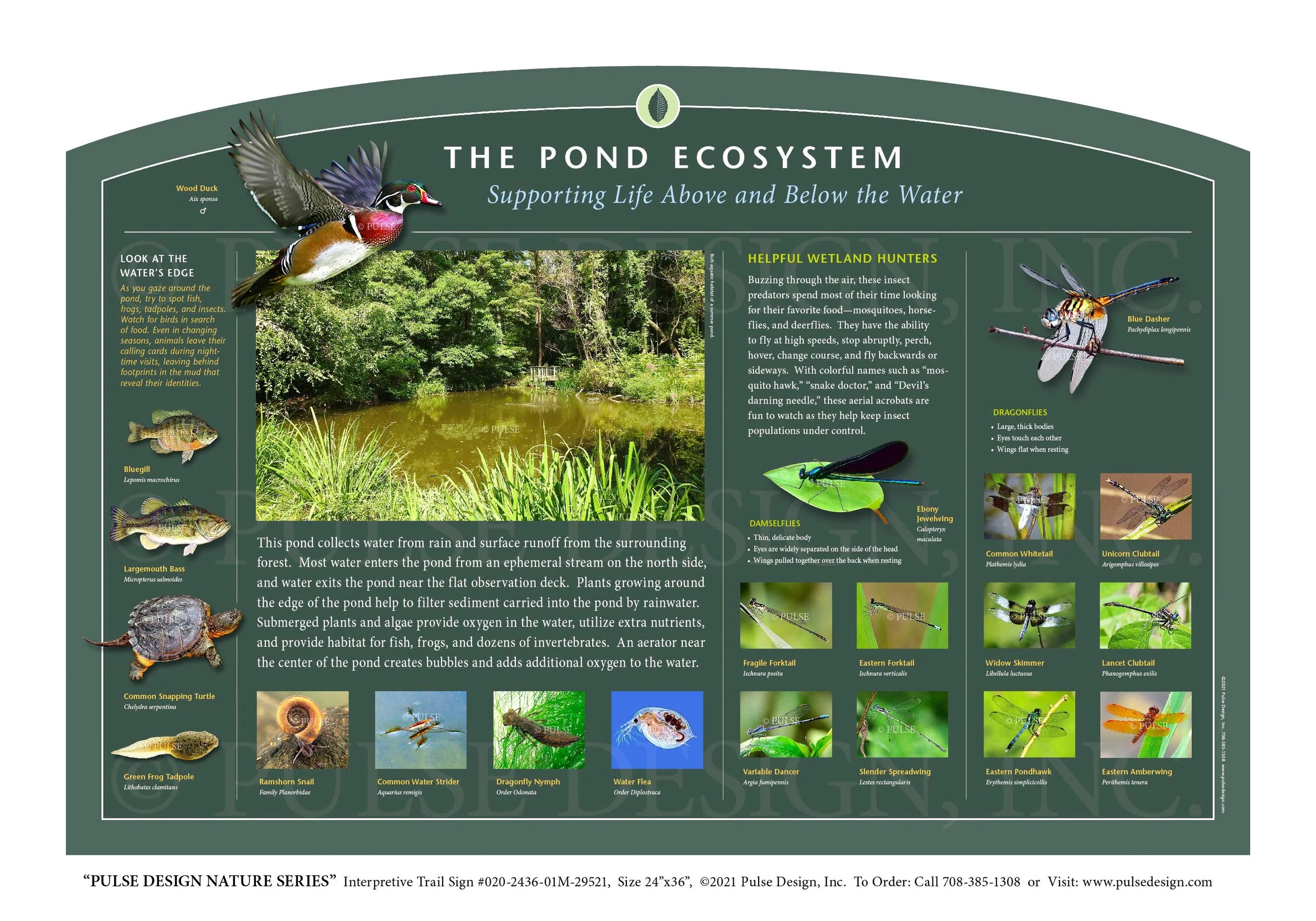 Wetland Animals And Plants