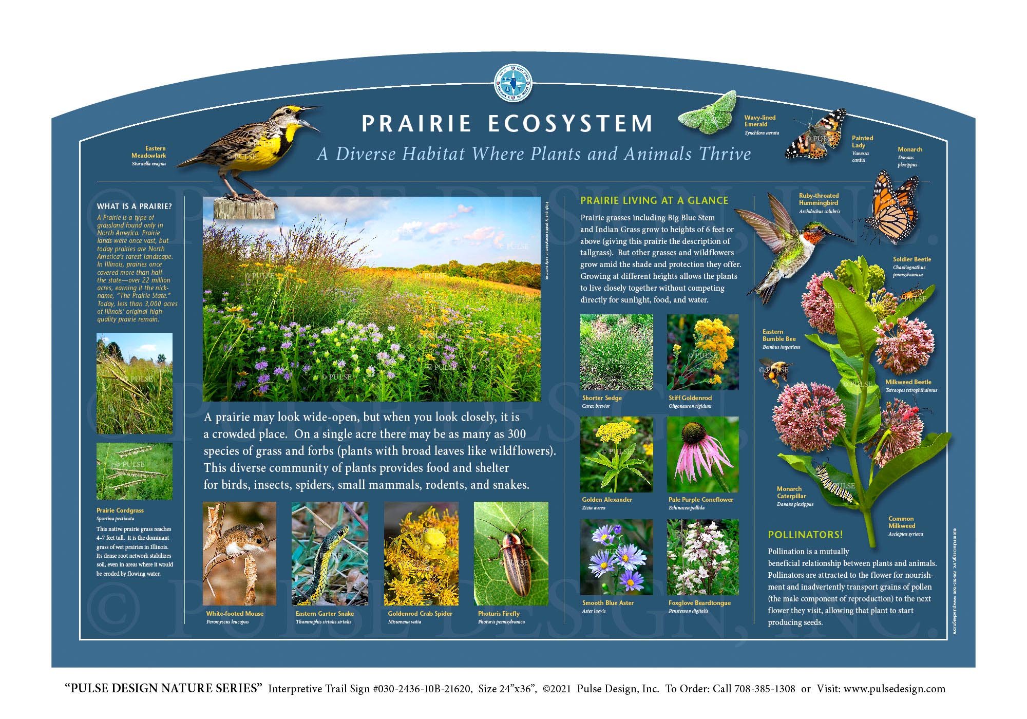 Grassland Ecosystem Pictures
