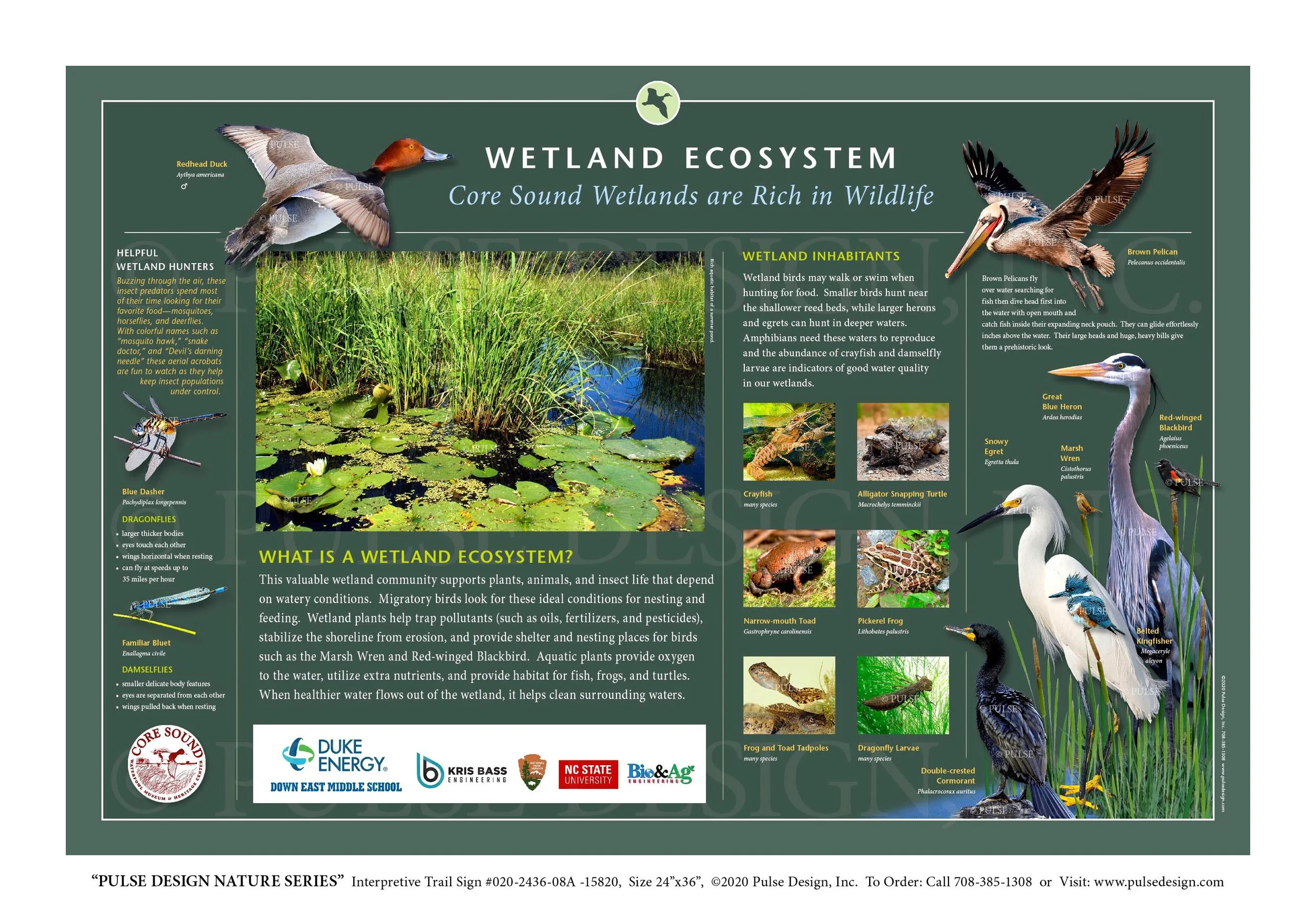 Freshwater Wetland Food Chain