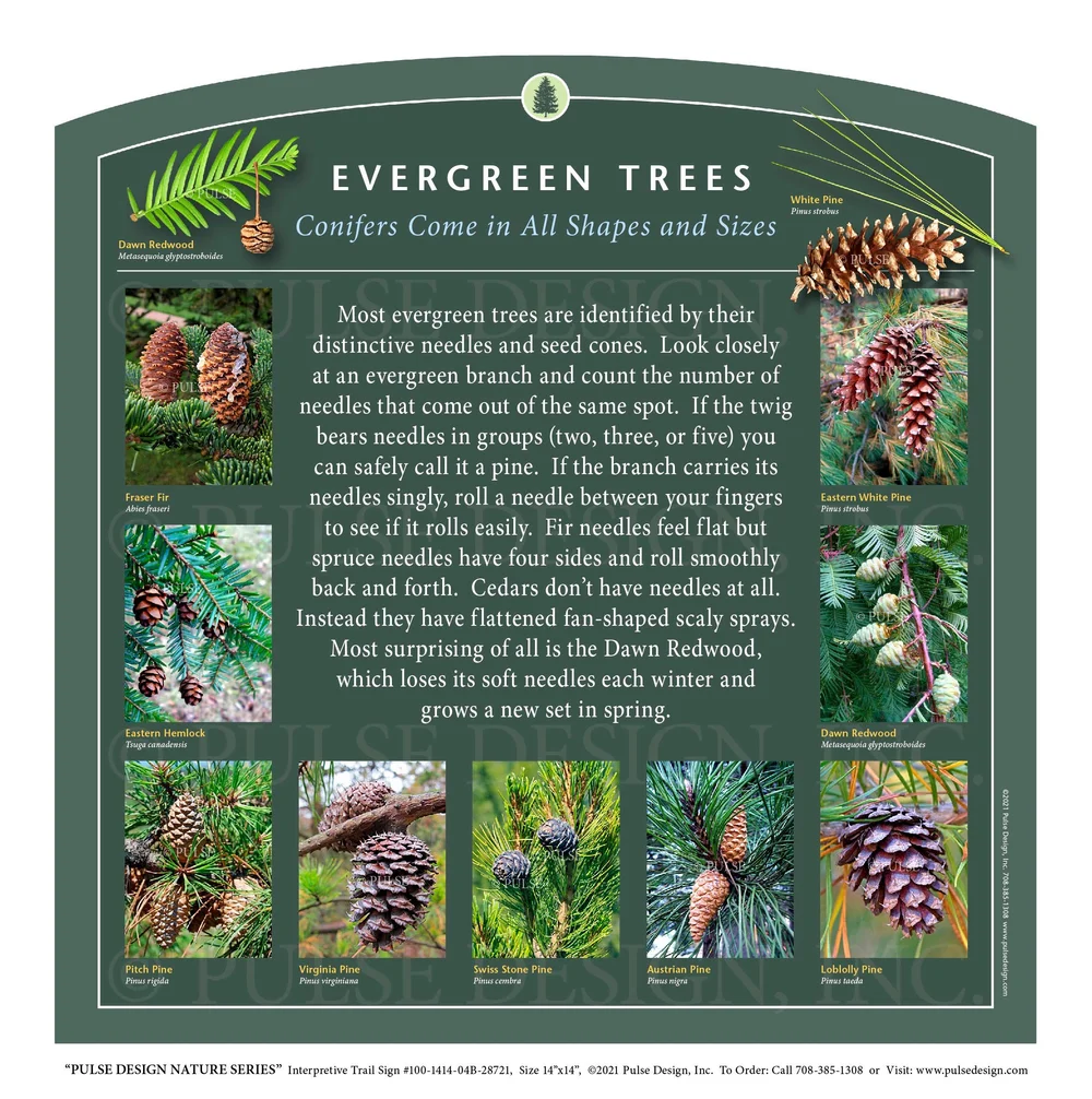 Leaf Identification Chart For Bushes What's That Tree? A Guide To